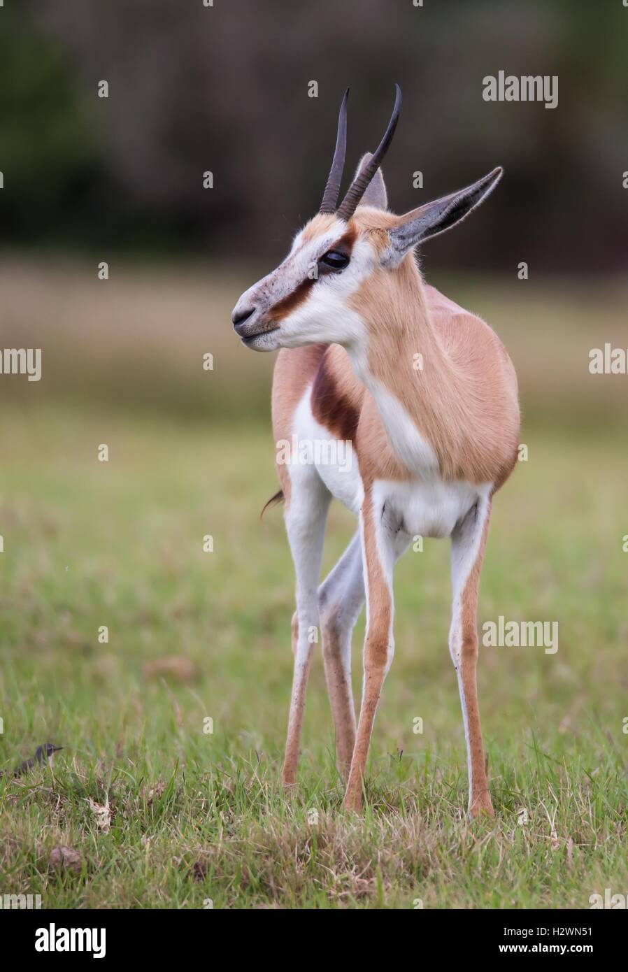 Male Springbuck Antelope Stock Photo - Alamy