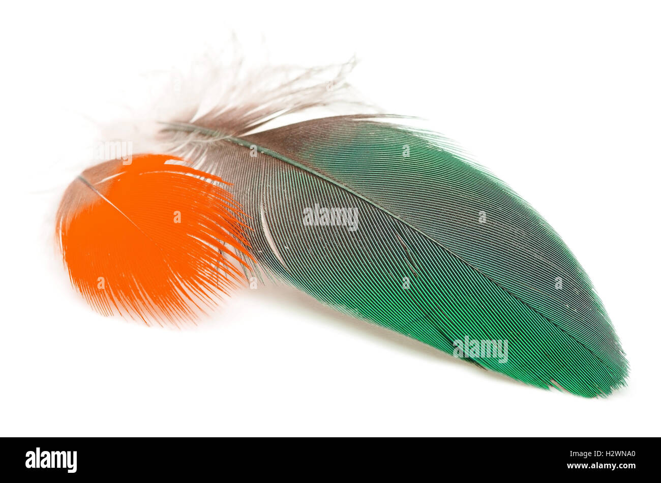 bird feather isolated Stock Photo - Alamy
