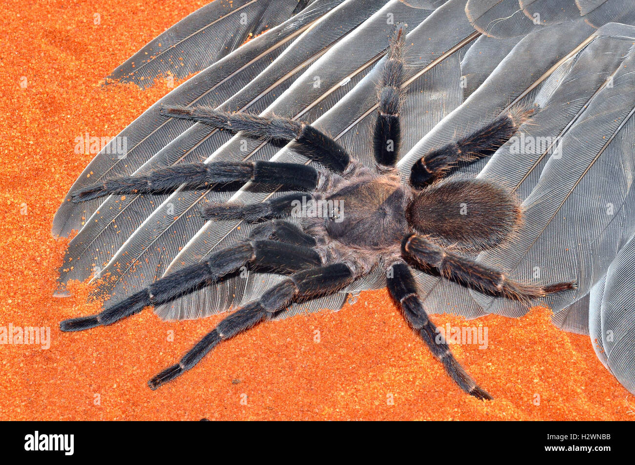 Queensland Whistling or Barking spider male (Selenocosmia crassipes ...