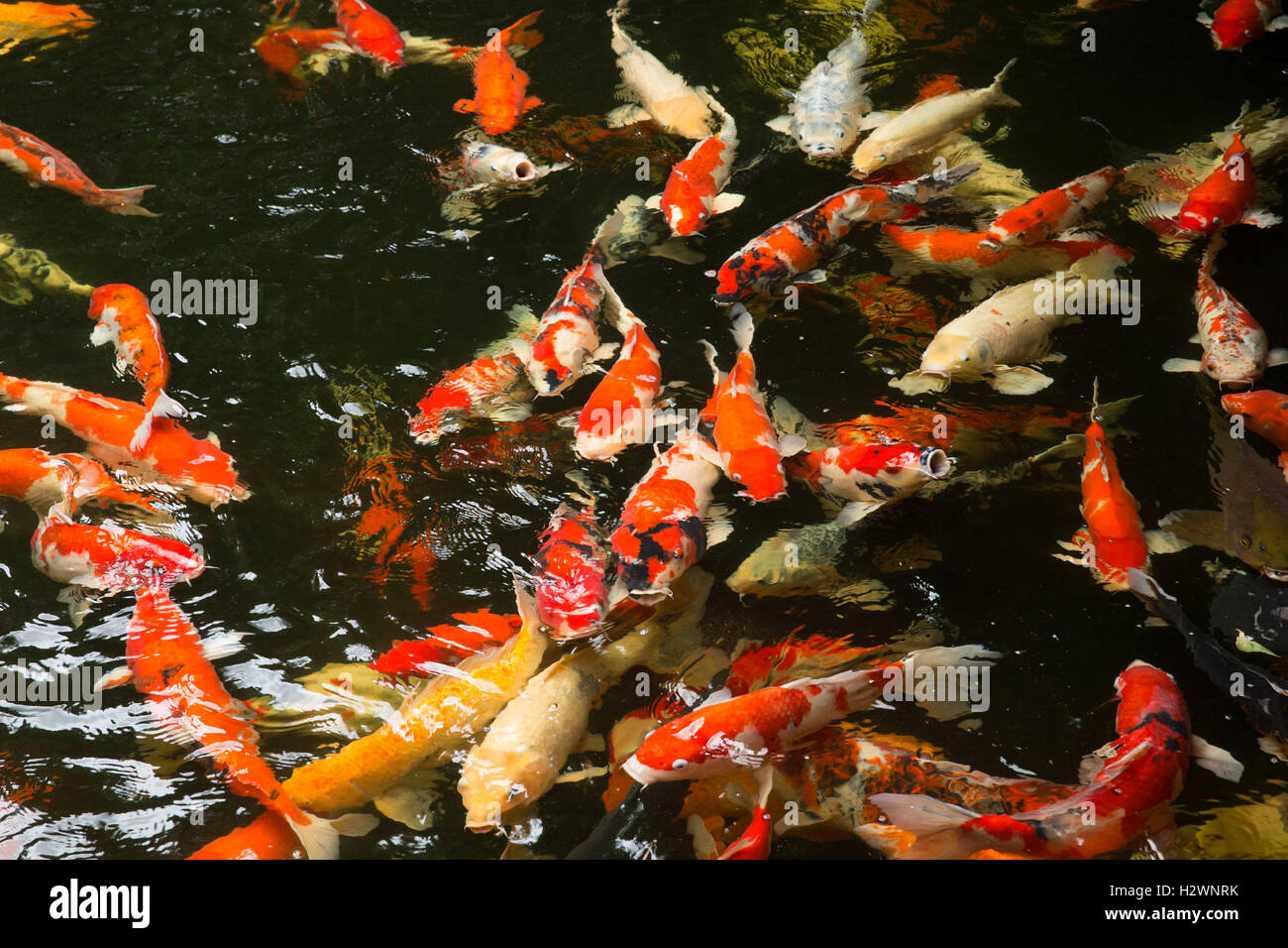 Carp breeding hi-res stock photography and images - Alamy