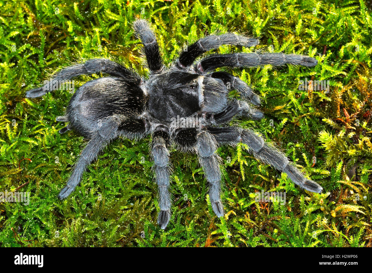 Brazilian Black Tarantula, large sub adult (Grammostola pulchra Stock ...