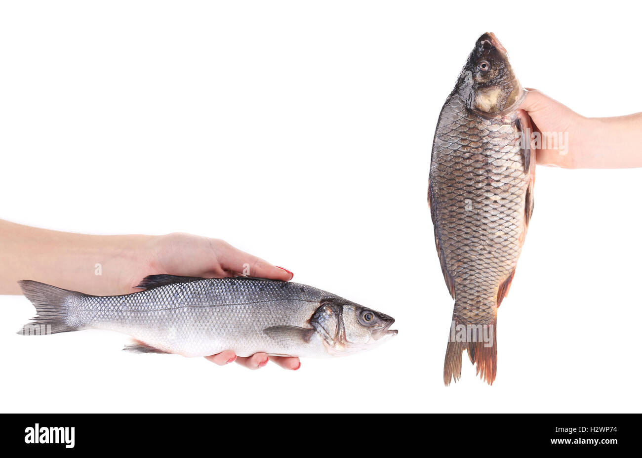Hands with fish Stock Photo - Alamy