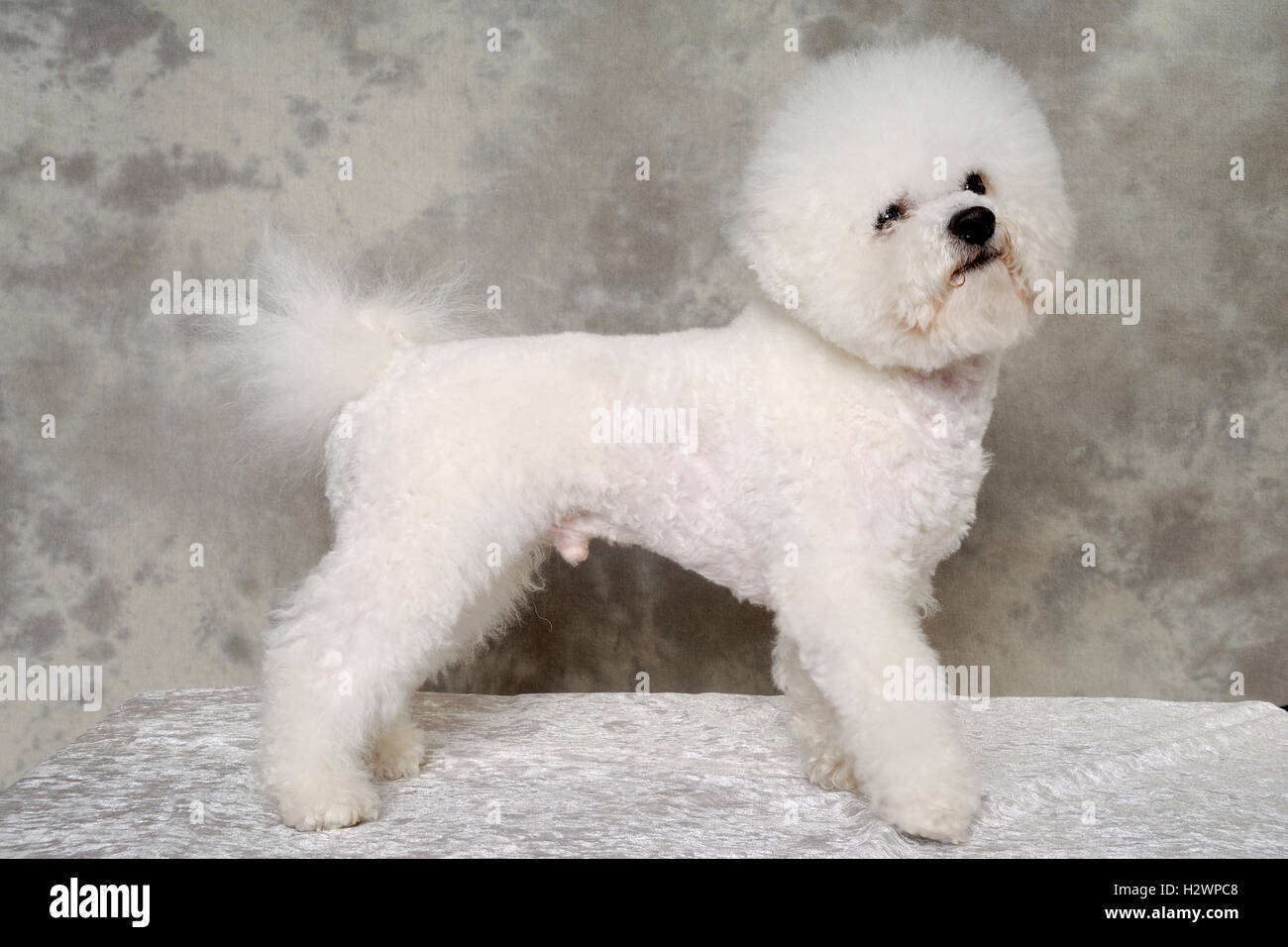 Standing poodle dog Stock Photo - Alamy