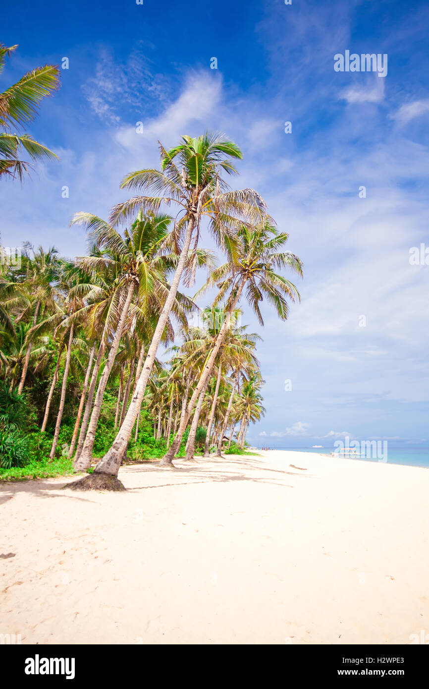 Coconut palms on idyllic white sand beach at tropical paradise island ...