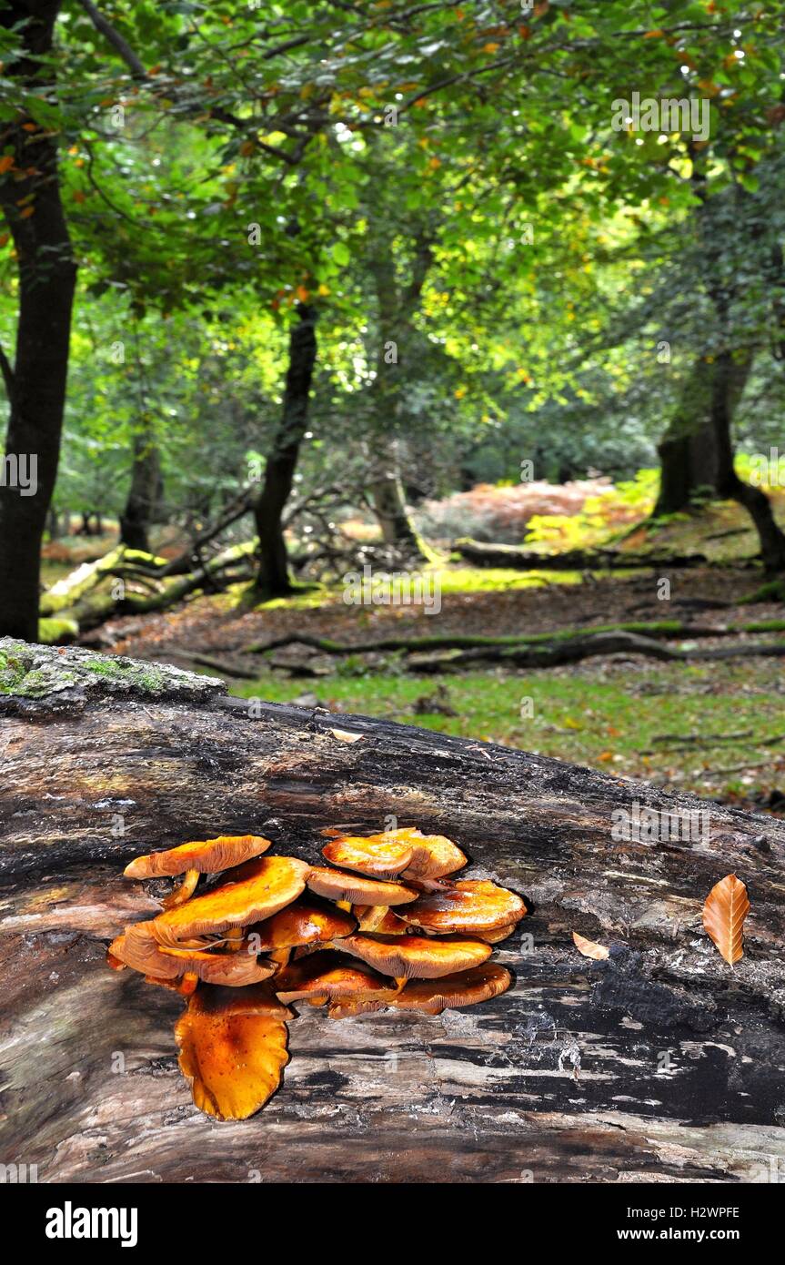 British fungi hi-res stock photography and images - Alamy