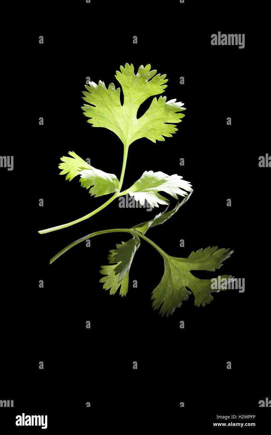 Cilantro leaf isolated Stock Photo - Alamy