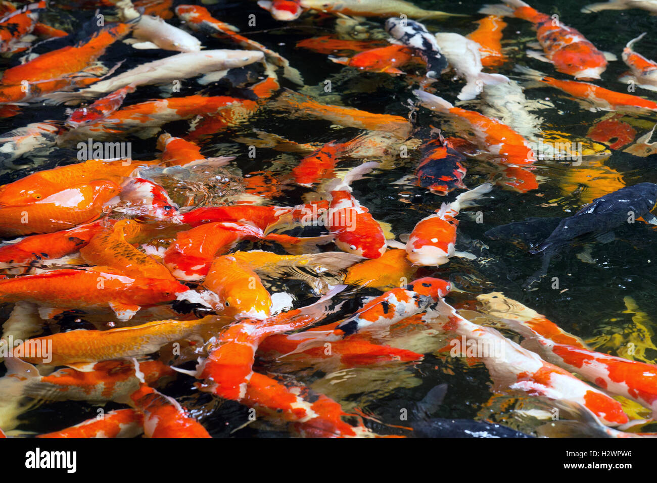 Carp breeding hi-res stock photography and images - Alamy