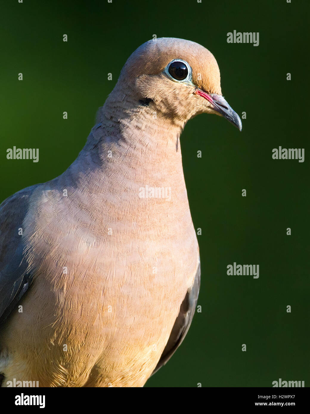 Slender Tailed Small Headed Dove High Resolution Stock Photography and ...