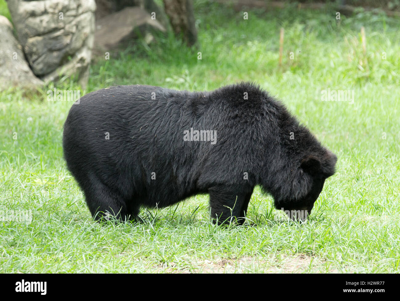 Bear cut hi-res stock photography and images - Alamy