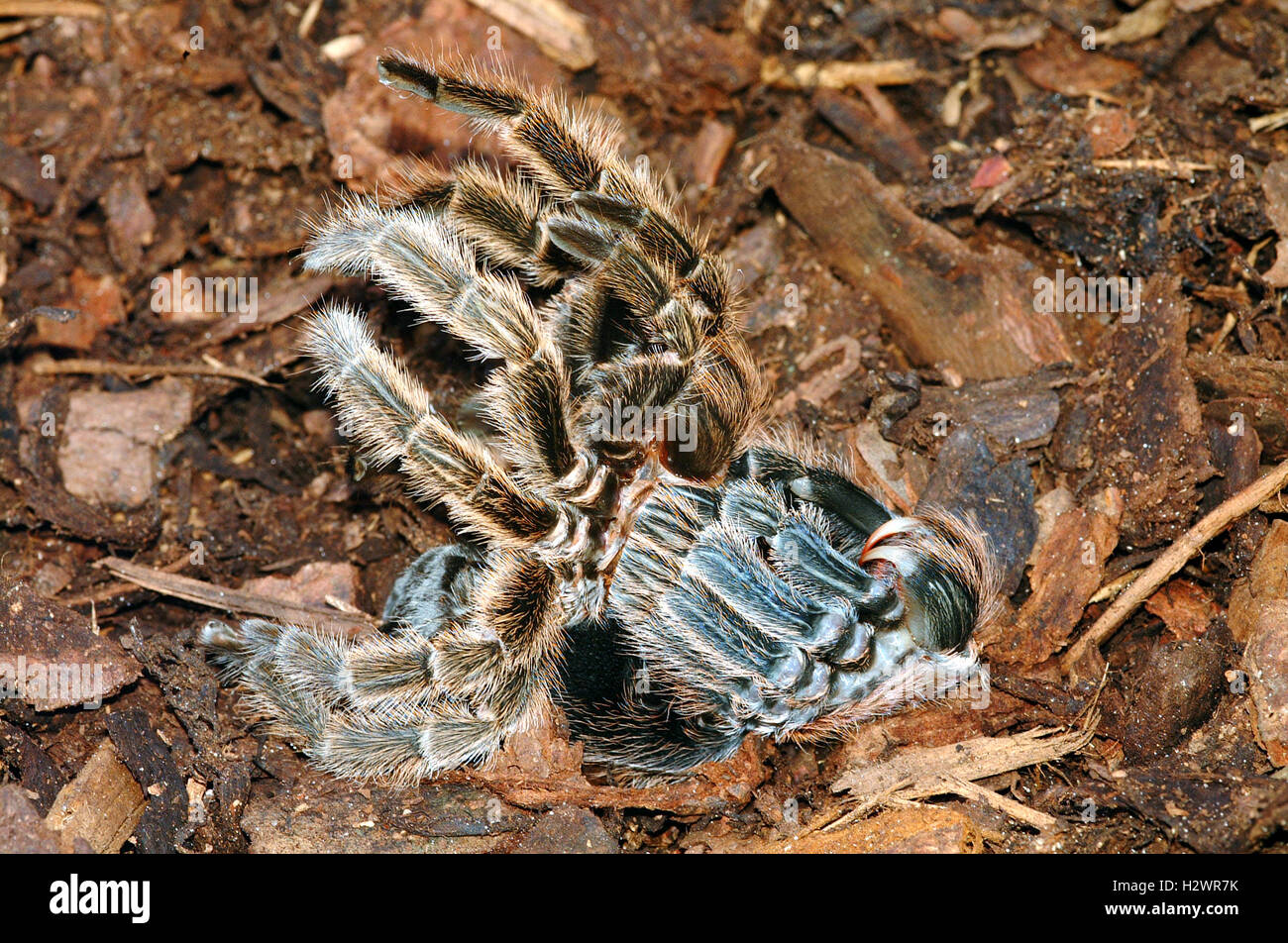 Exoskeleton molting hi-res stock photography and images - Alamy