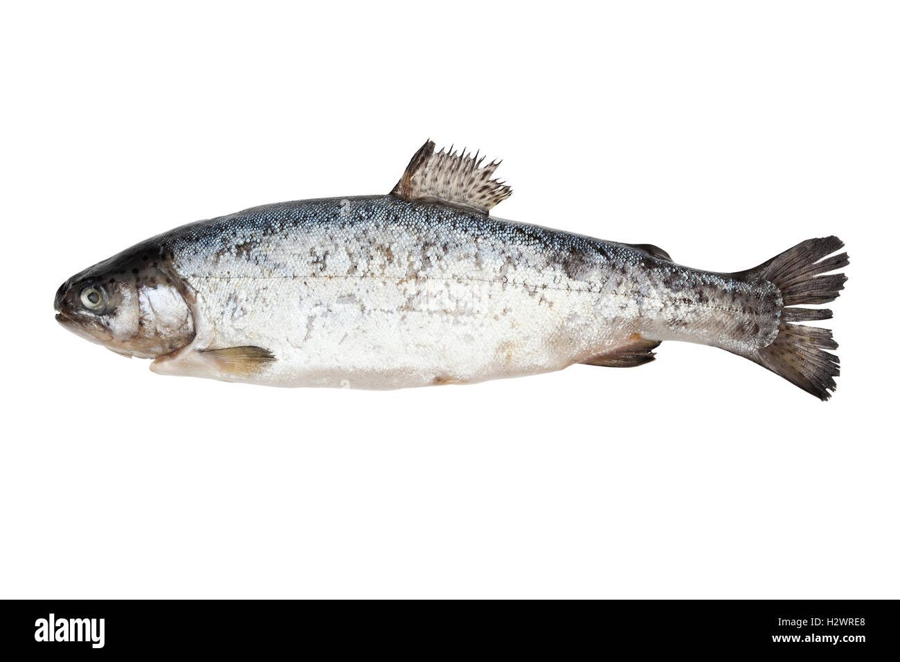 Fish isolated on white Stock Photo - Alamy