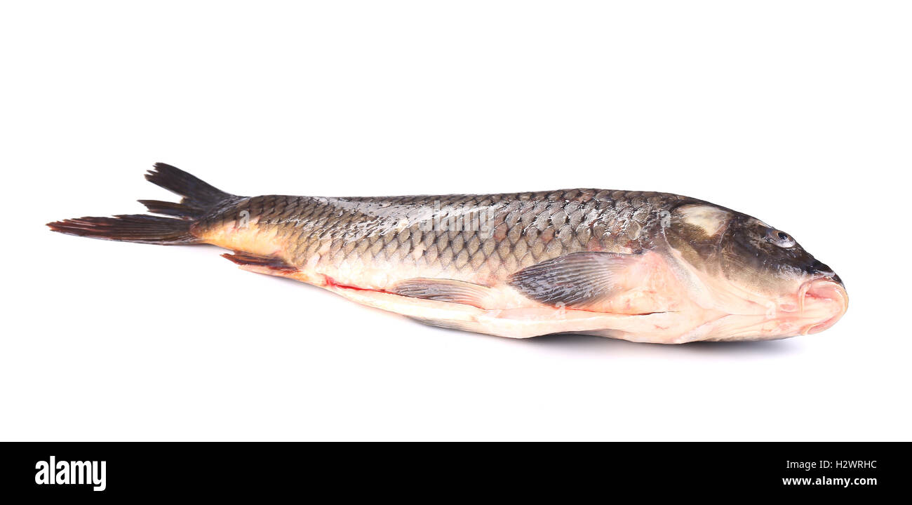 Specimen carp hi-res stock photography and images - Alamy