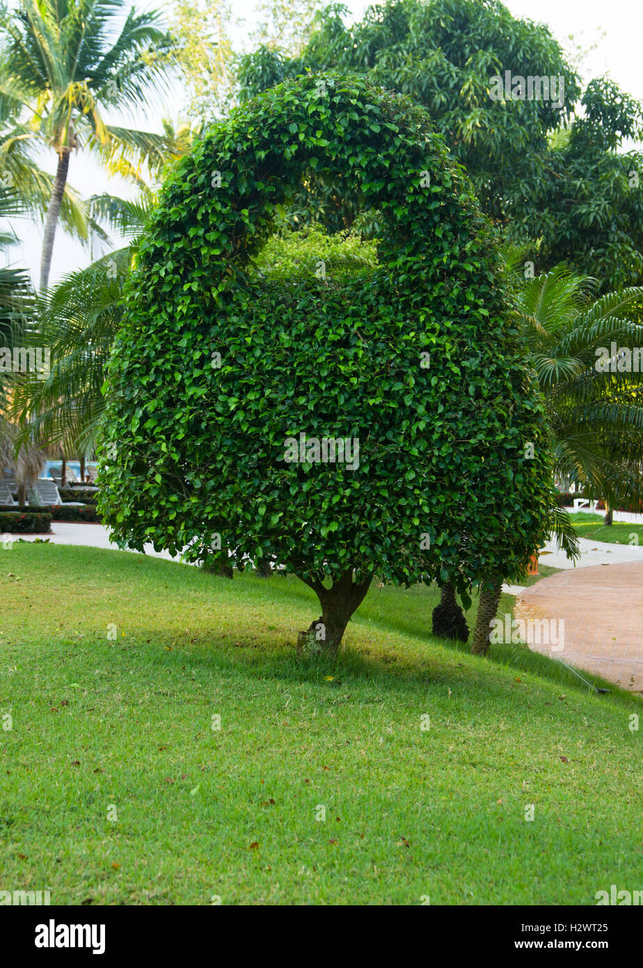 Round Ornamental Tree Stock Photos & Round Ornamental Tree Stock Images ...