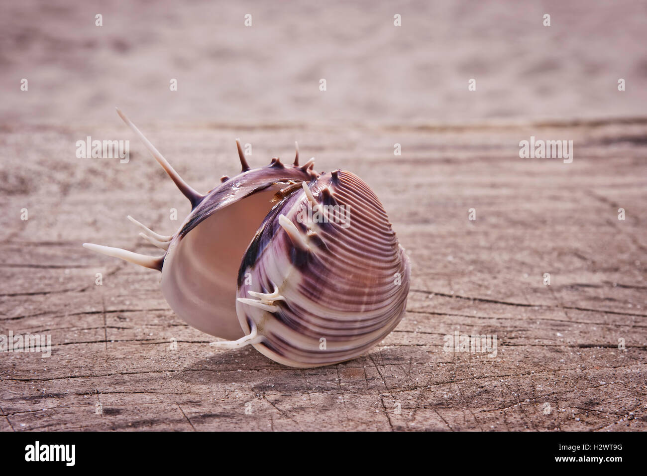 Beautiful seashell closeup Stock Photo - Alamy