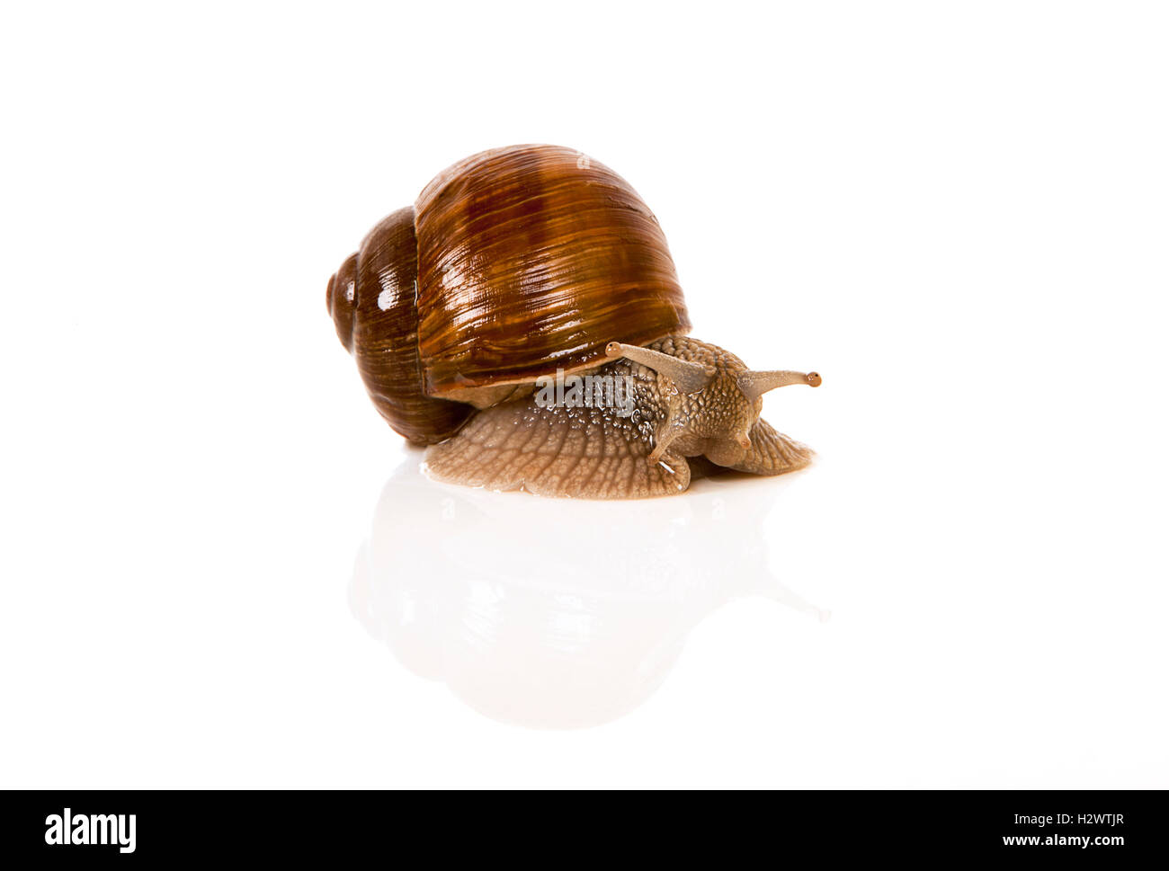 Snail on white background Stock Photo - Alamy