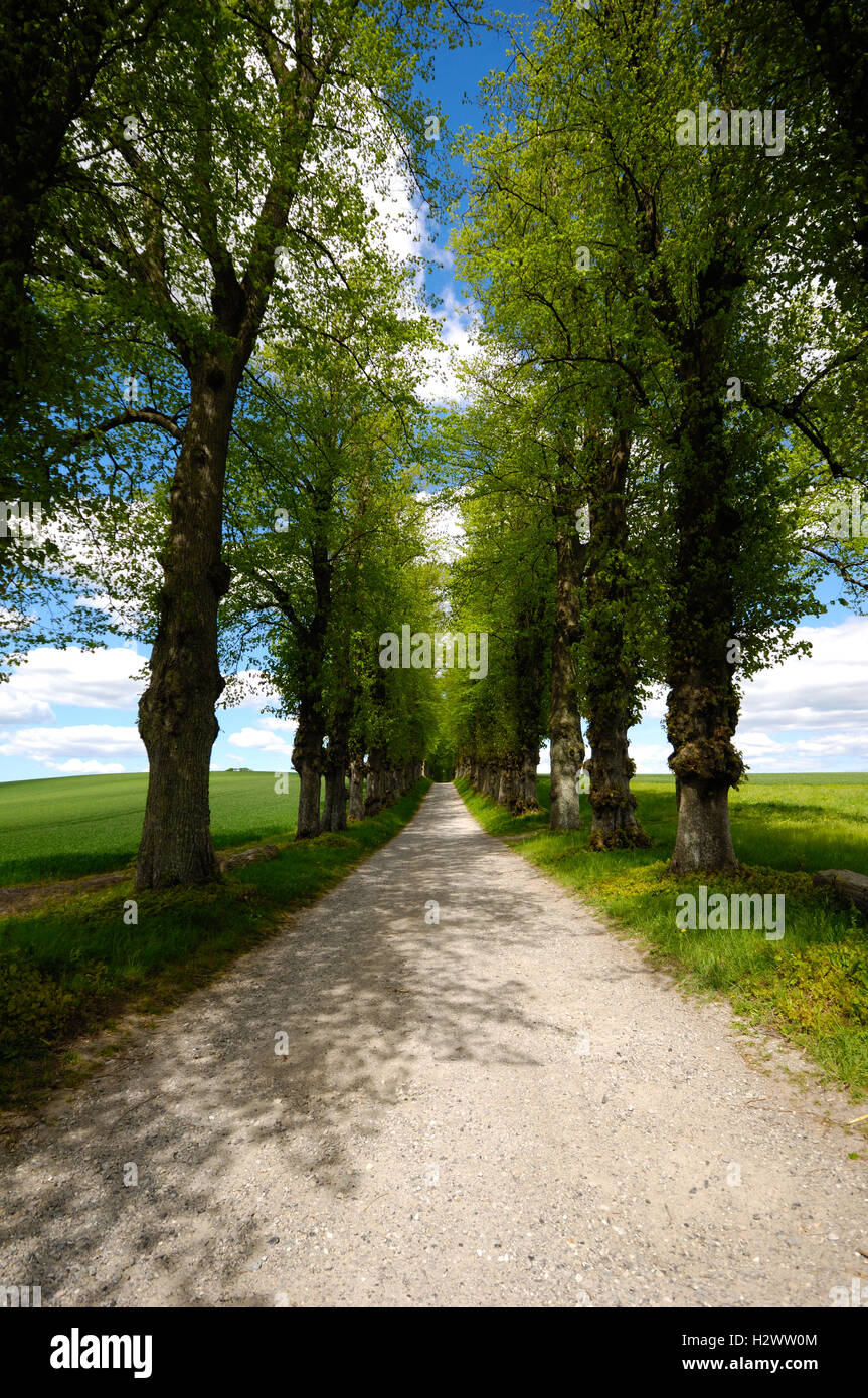Pathway with trees Stock Photo - Alamy