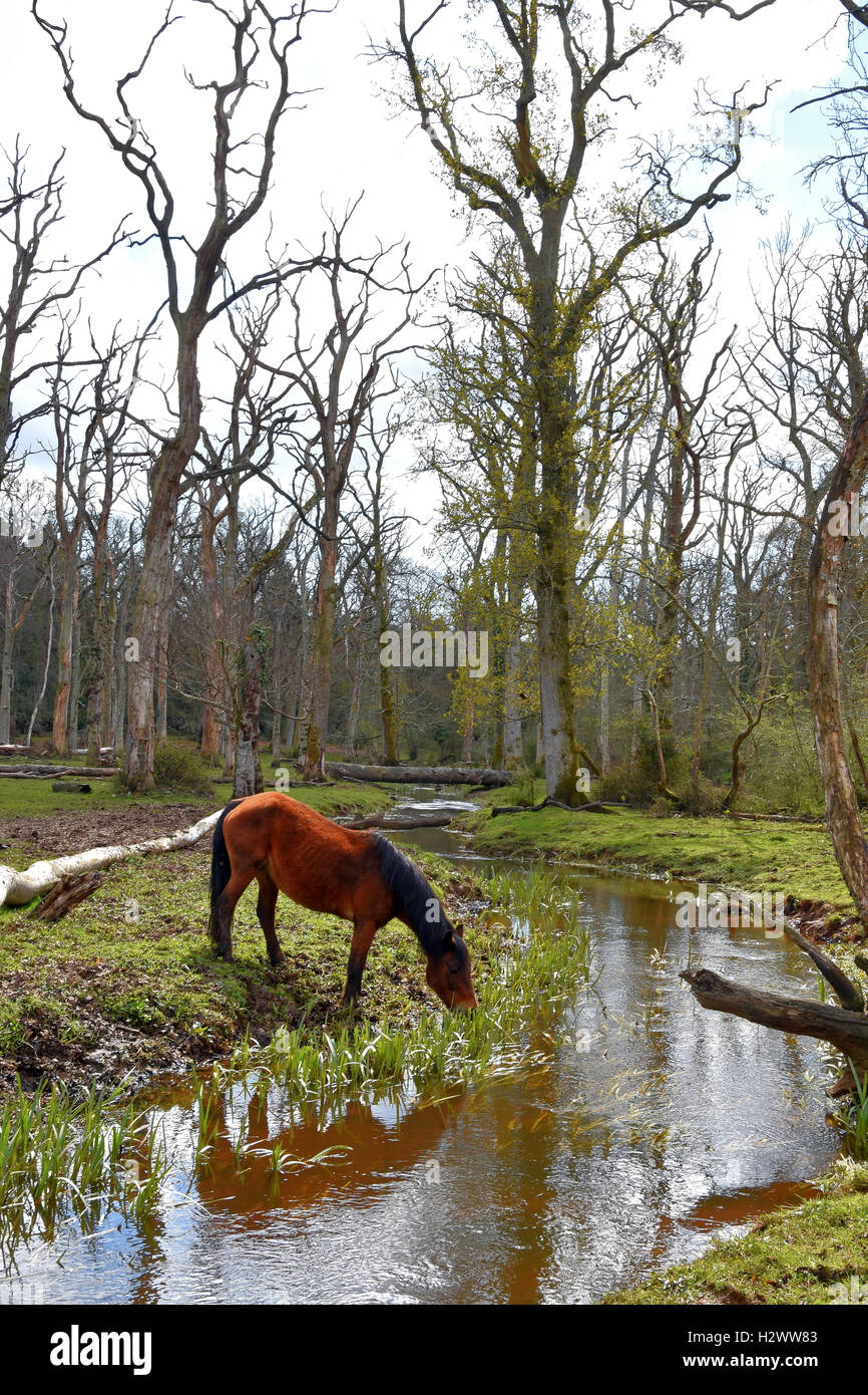 Pony grazing in stream in a dead oak forest Stock Photo - Alamy