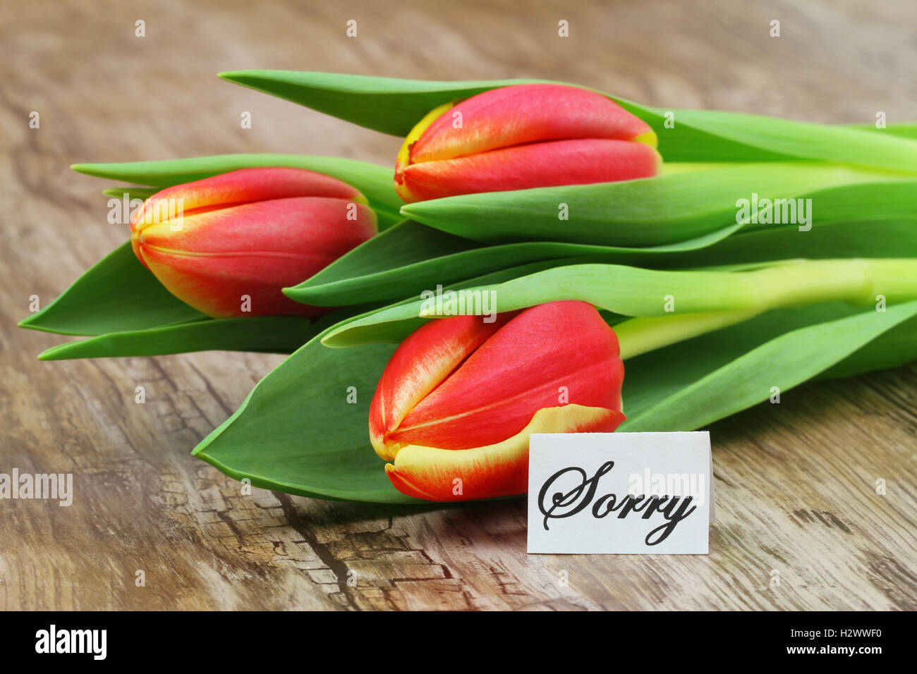 Sorry card with colorful tulips on wooden surface Stock Photo - Alamy