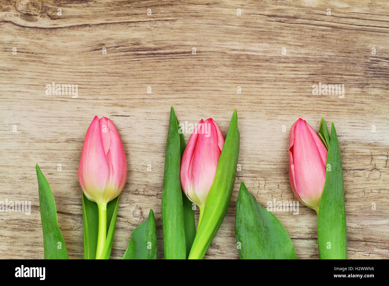 Row of tulips hi-res stock photography and images - Alamy