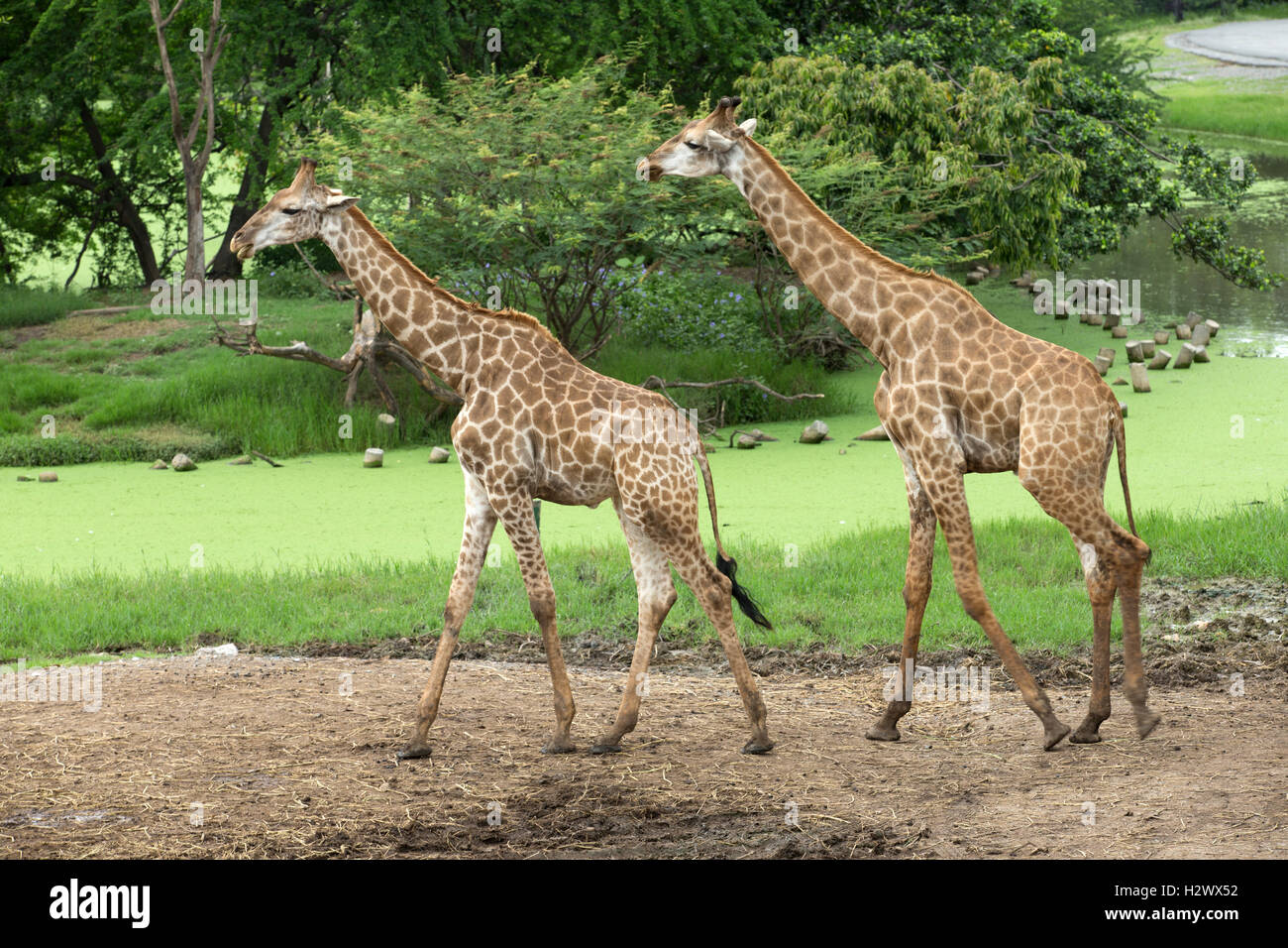 Giraffes zoological garden hi-res stock photography and images - Alamy