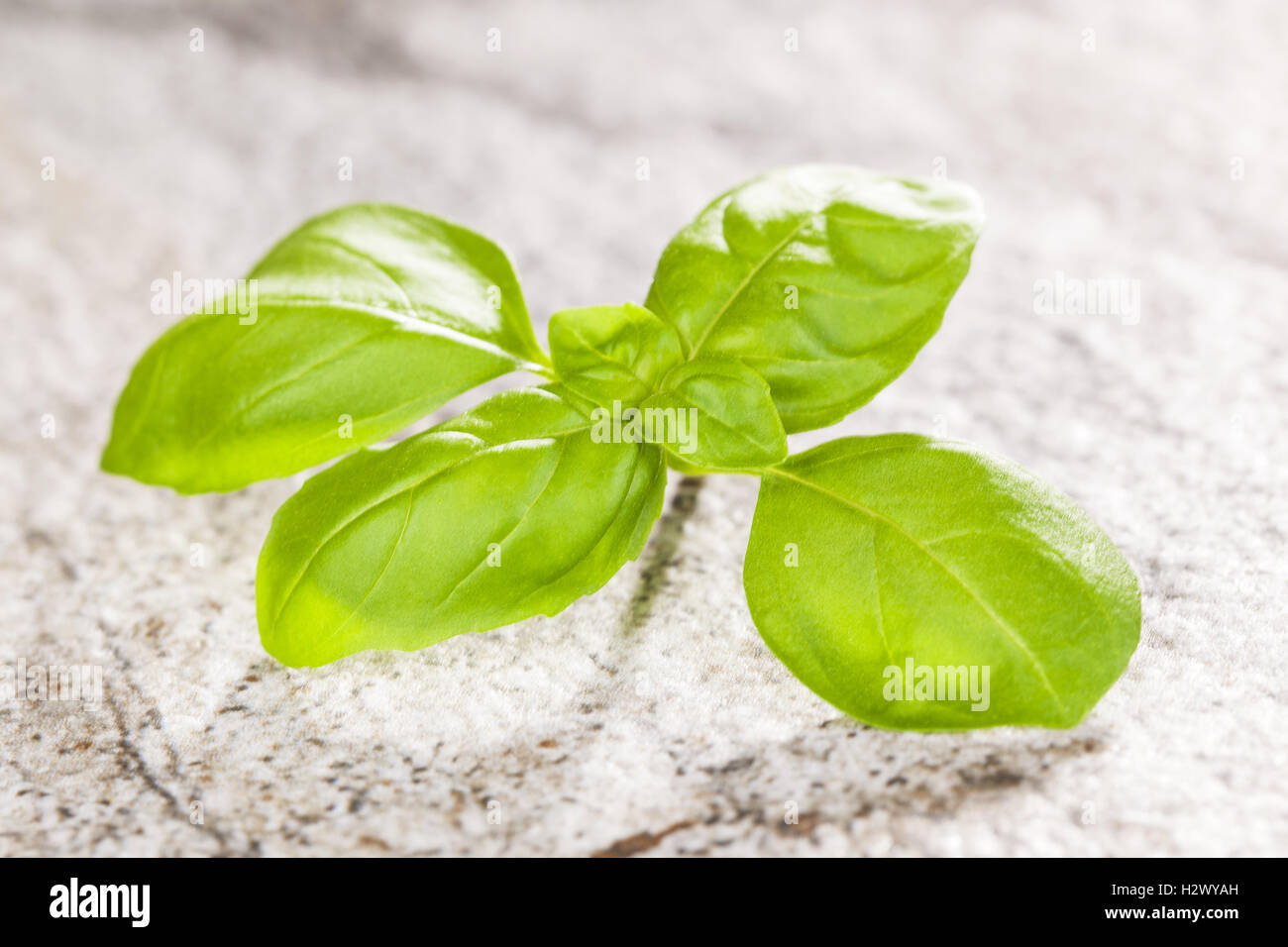 Detail basil hi-res stock photography and images - Alamy