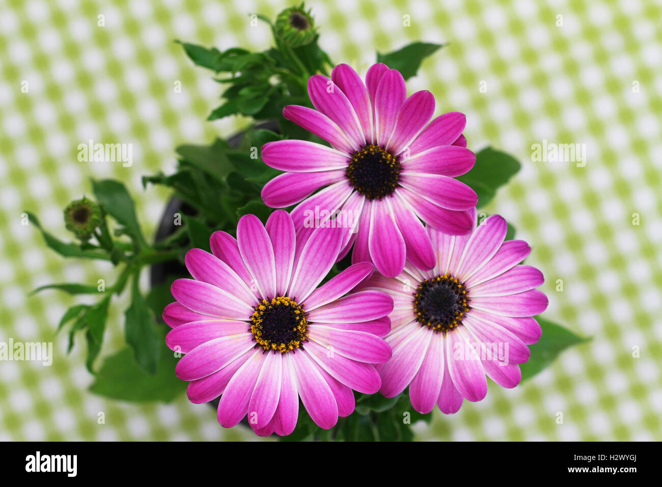 Pink gerbera daisies on checkered cloth with copy space Stock Photo - Alamy
