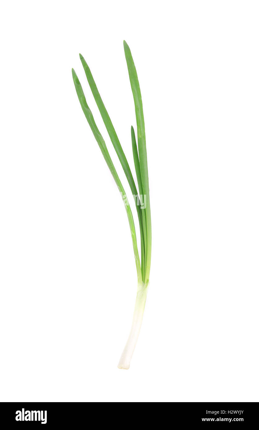 Fresh green onion Stock Photo - Alamy