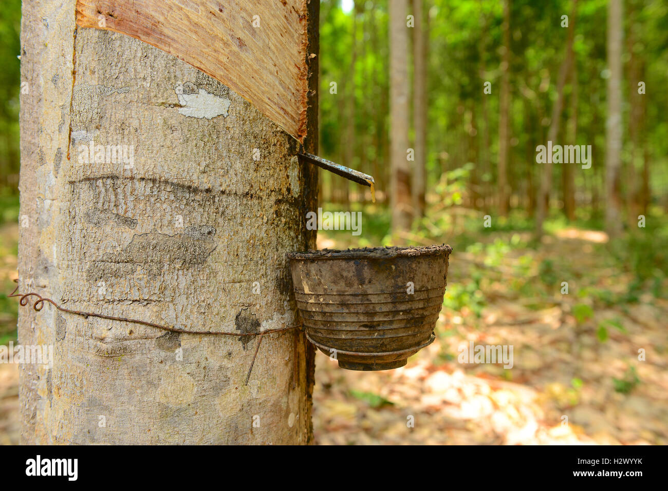 Rubber tree plantation Stock Photo - Alamy