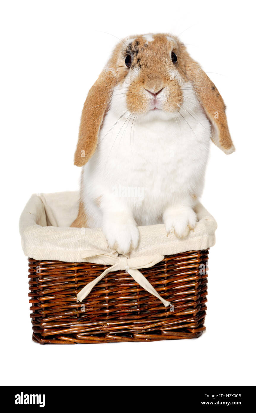 Sad rabbit Cut Out Stock Images & Pictures - Alamy