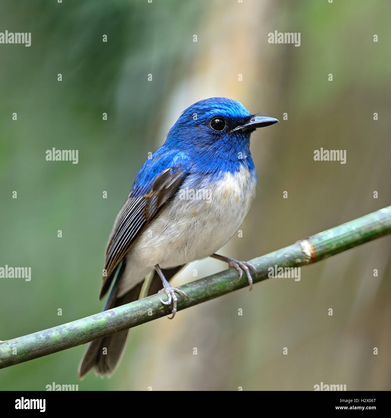 male Hainan Blue Flycatcher Stock Photo - Alamy