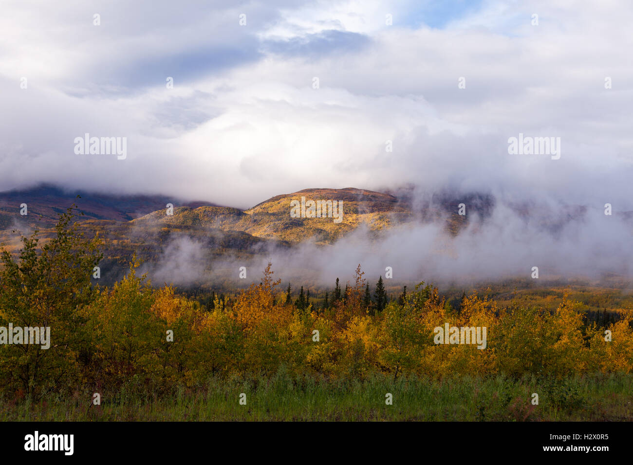 Foggy fall boreal forest taiga hills Yukon Canada Stock Photo - Alamy