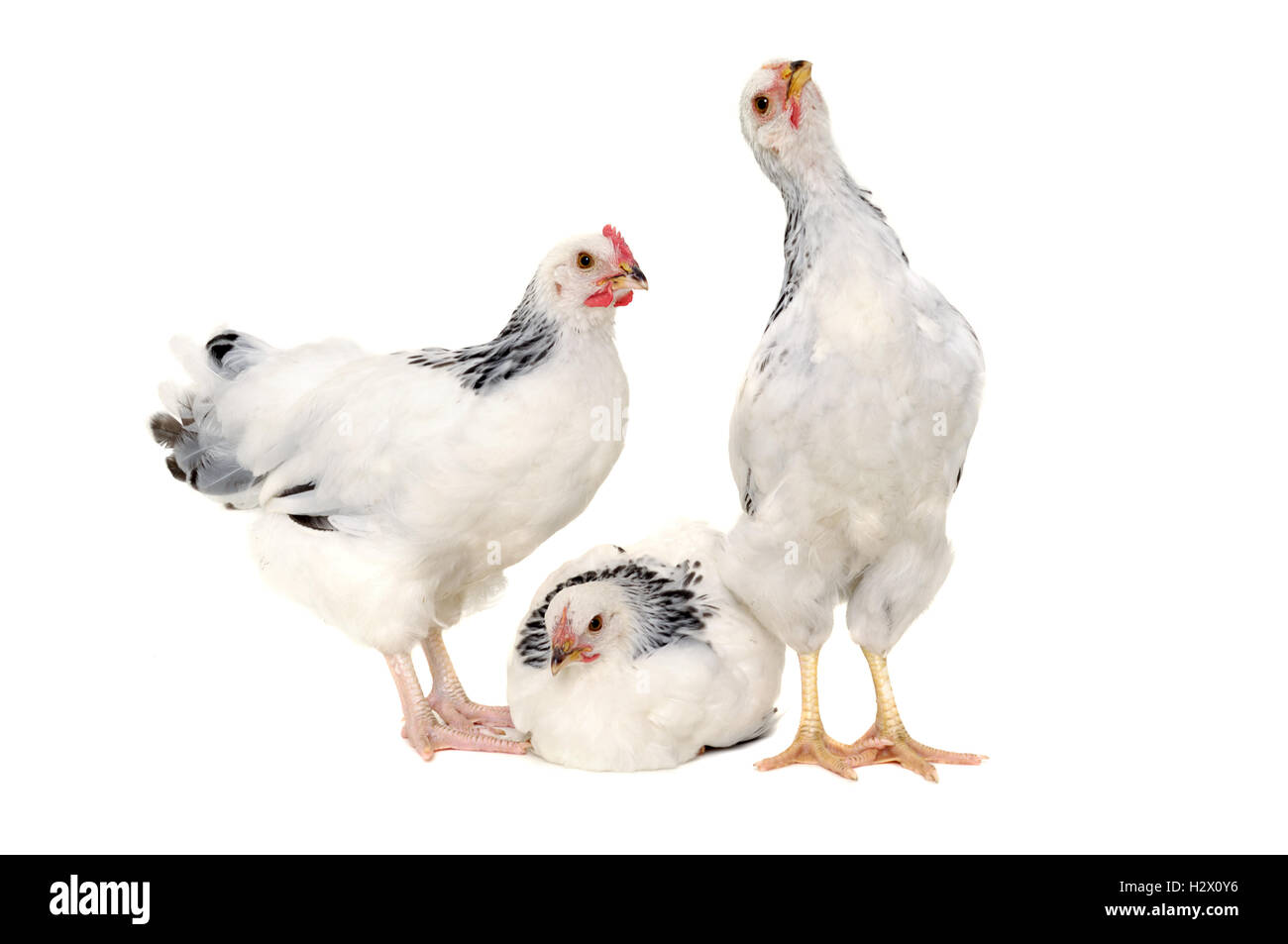 Resting chickens farm animals hi-res stock photography and images - Alamy