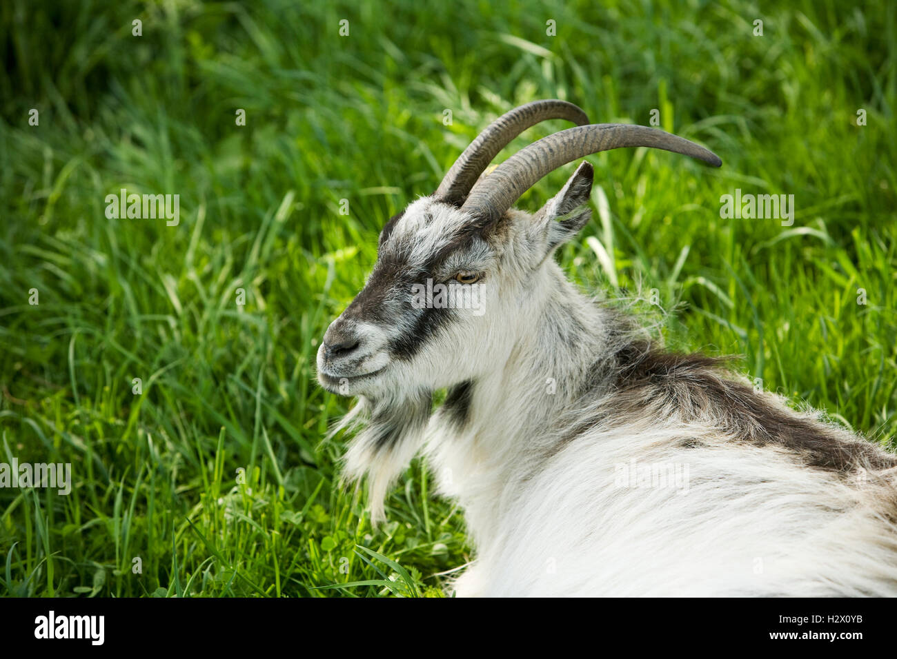 Multi colored goat hi-res stock photography and images - Alamy