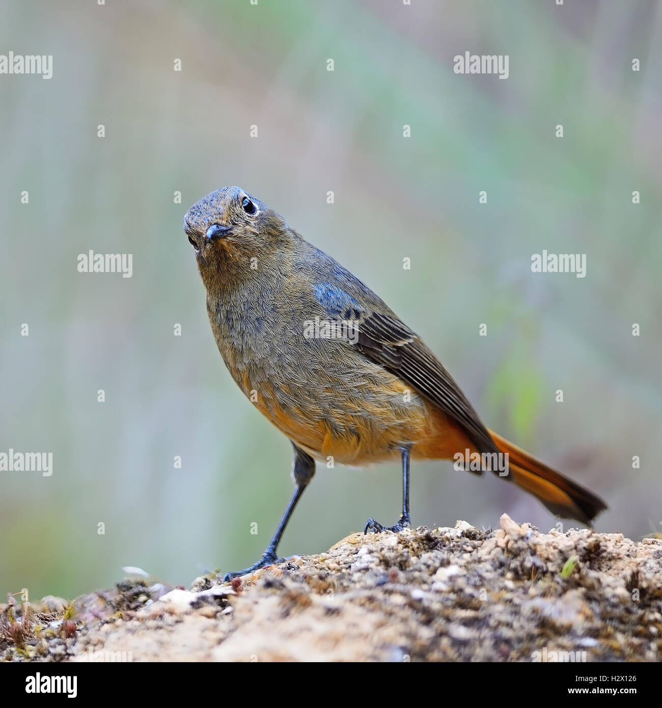 female Blue-fronted Redstart Stock Photo - Alamy
