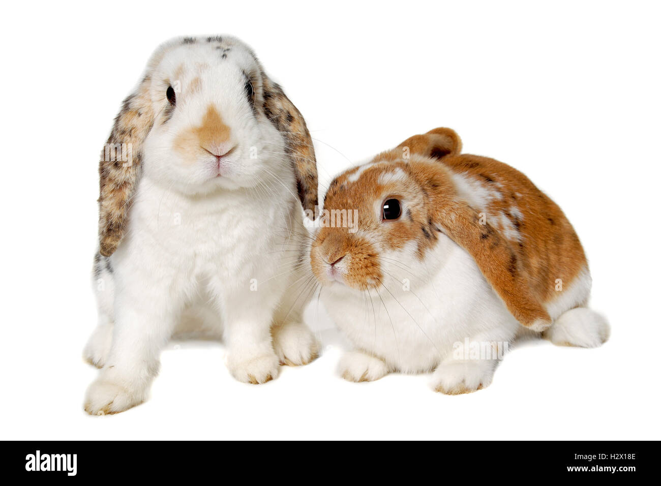 Two rabbits isolated on a white background Stock Photo - Alamy