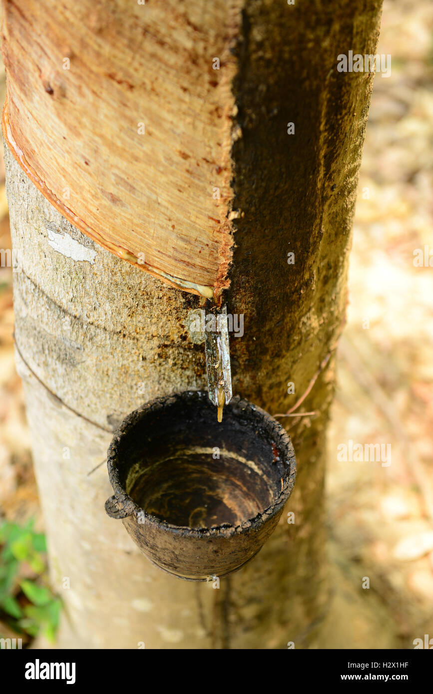 Rubber tree plantation Stock Photo - Alamy