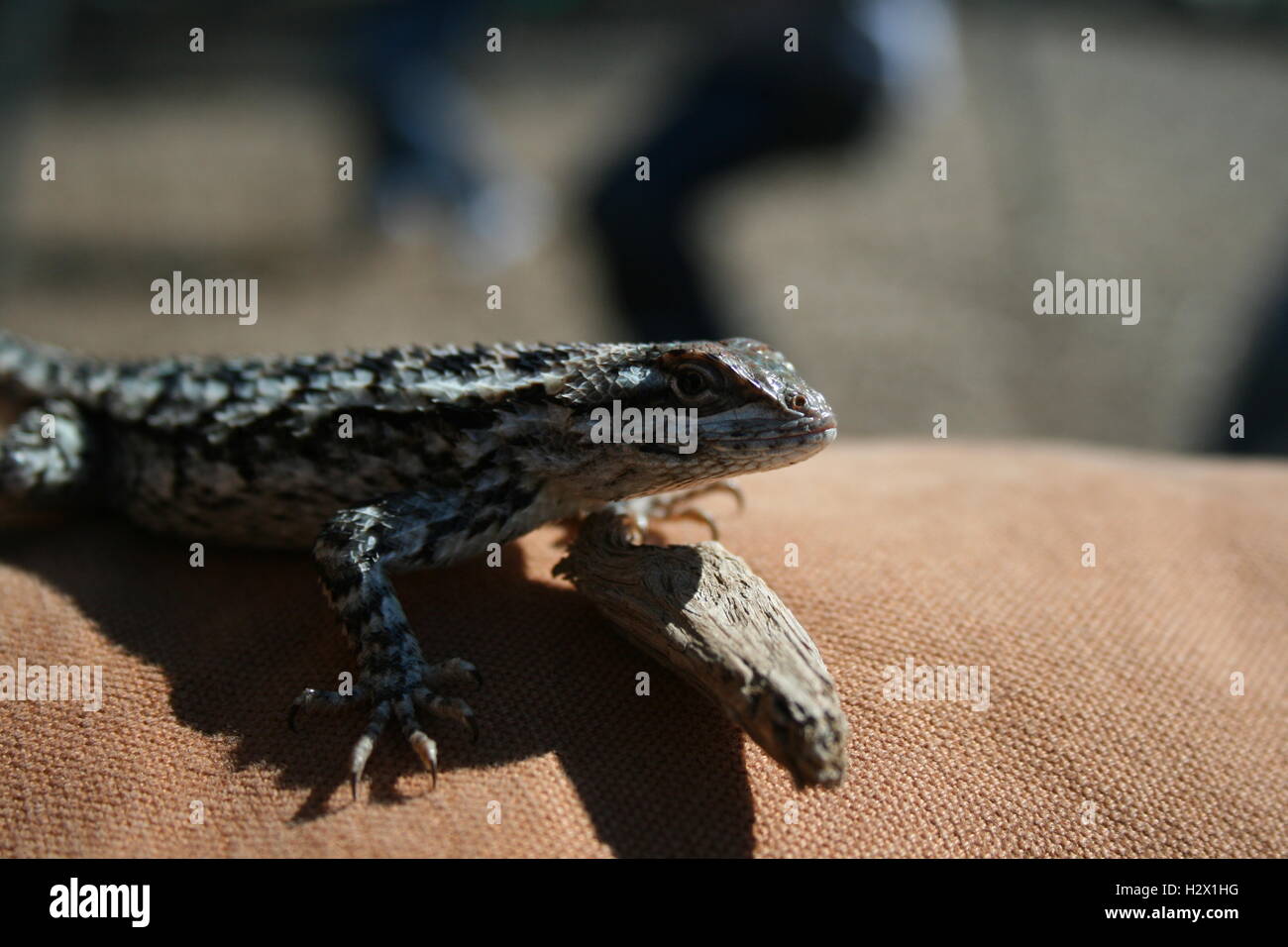 Lizard face close up hi-res stock photography and images - Alamy