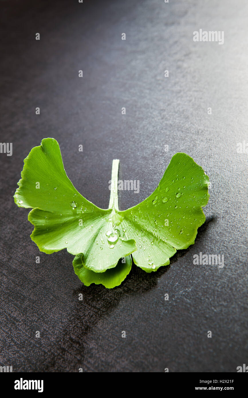 Ginko leaf drop hi-res stock photography and images - Alamy