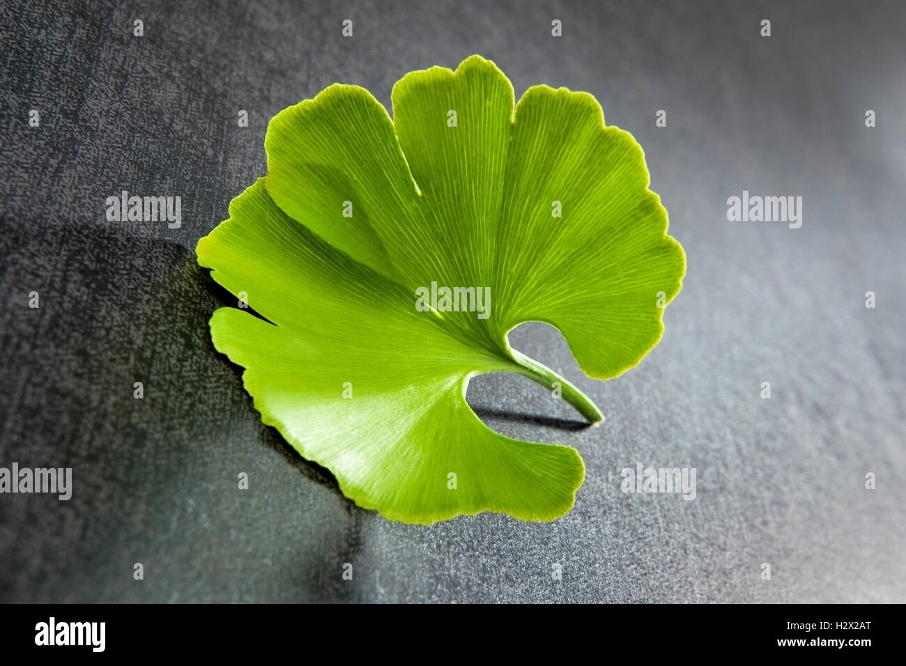 Ginko leaf drop hi-res stock photography and images - Alamy