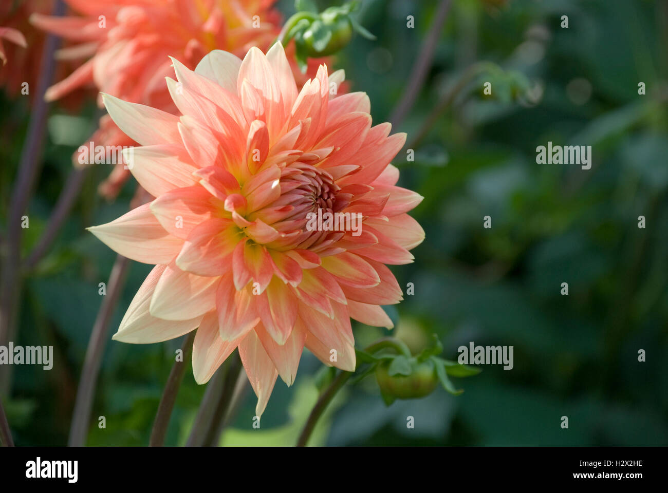 orange red dahlia Stock Photo - Alamy