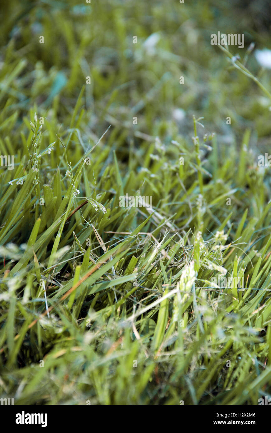 Meadow background / texture Stock Photo - Alamy