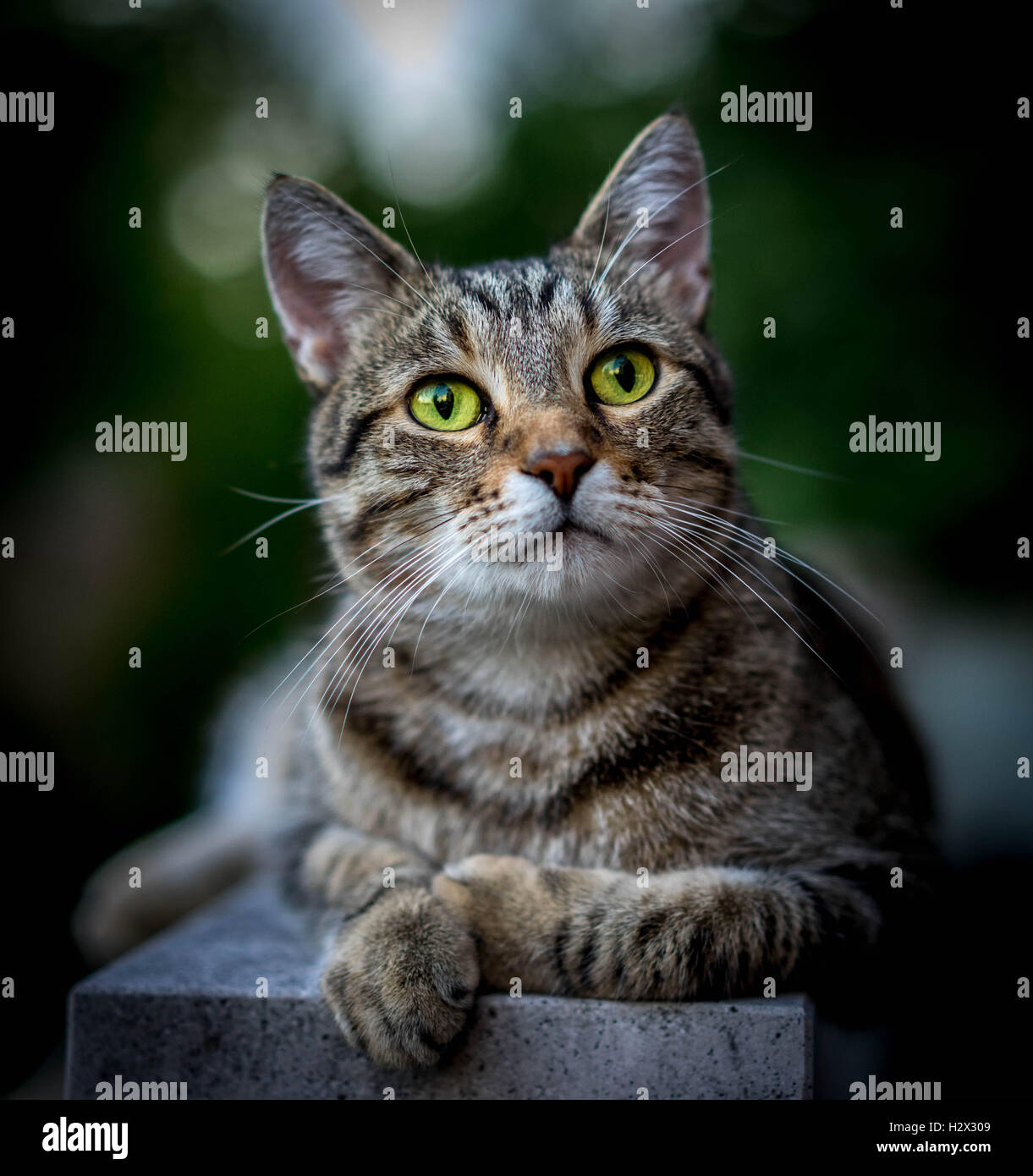 Cat is posing hi-res stock photography and images - Alamy
