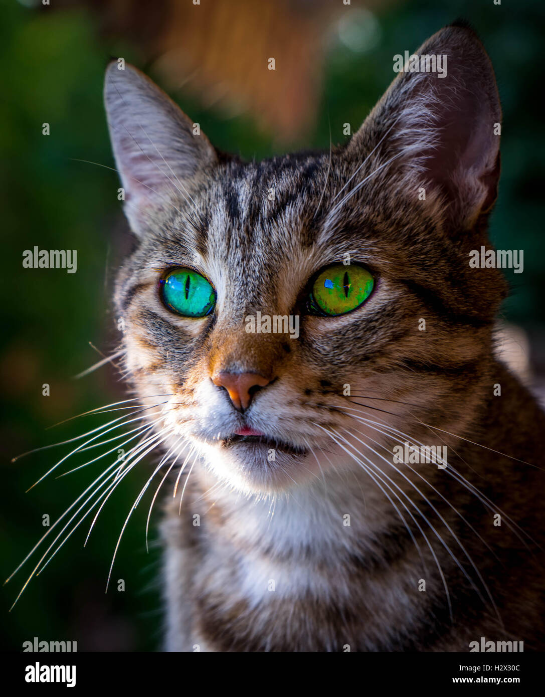 Cat is posing hi-res stock photography and images - Alamy
