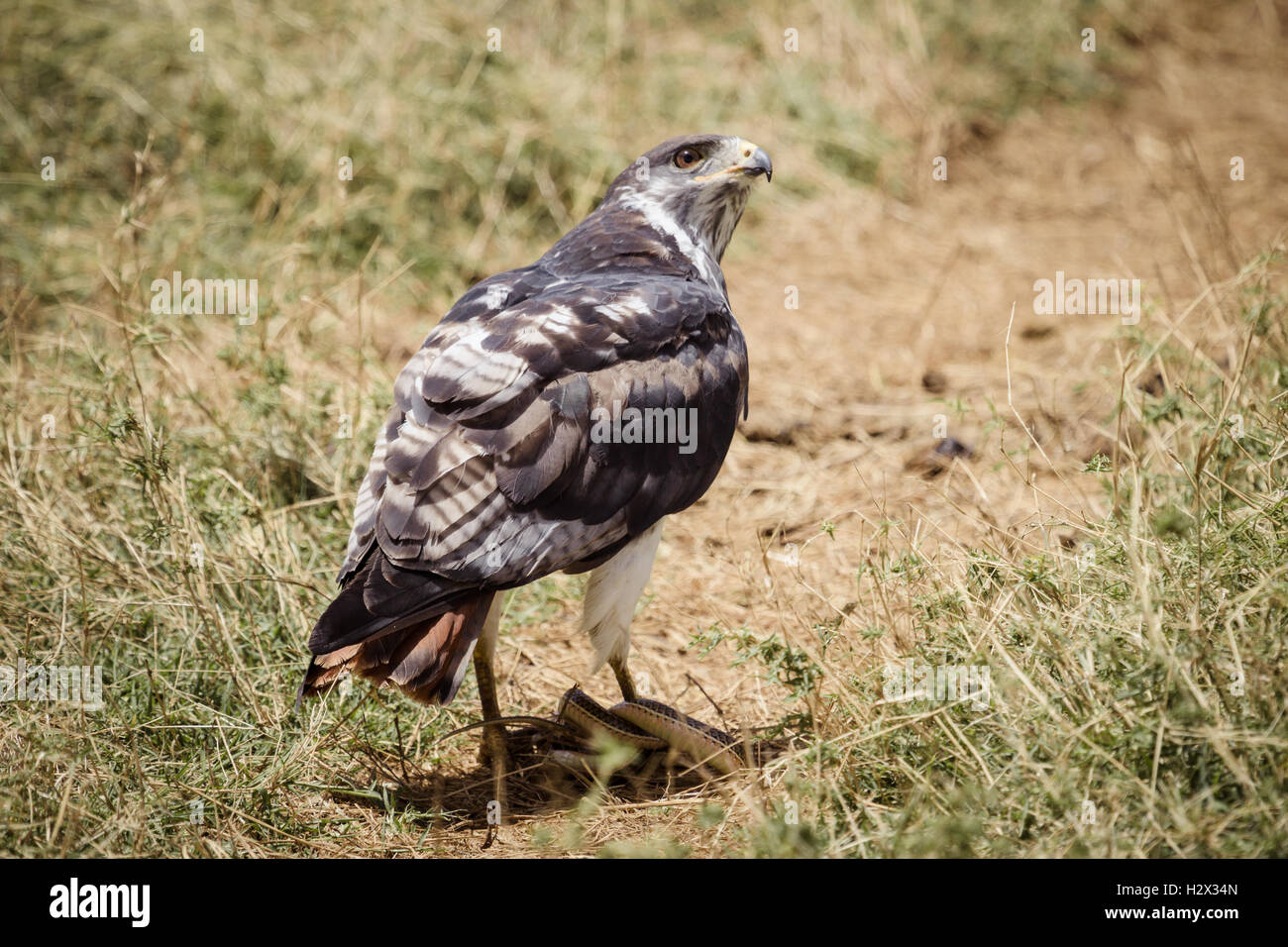 bird eats a snake Stock Photo - Alamy