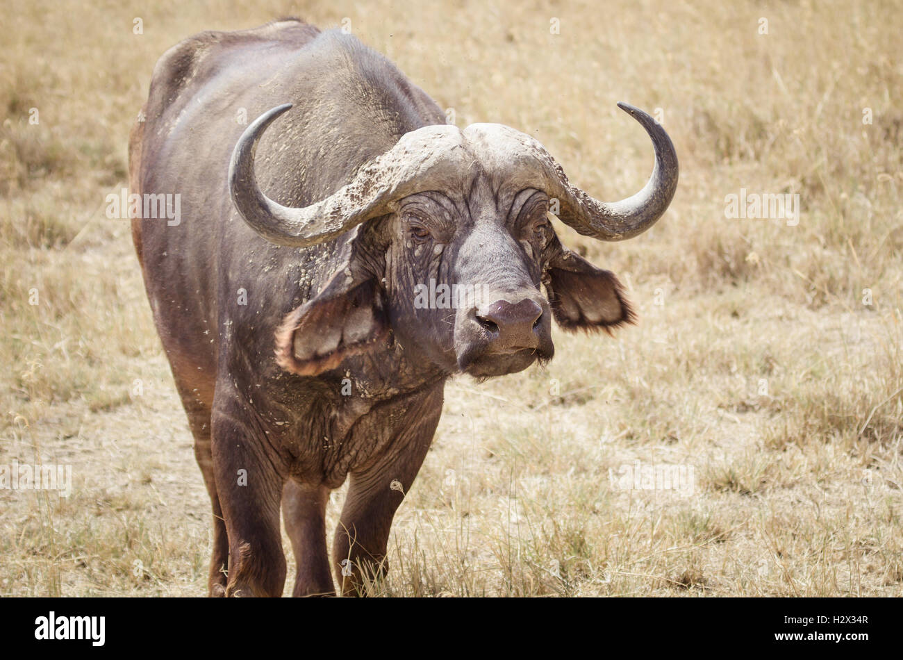 large water buffalo Stock Photo - Alamy
