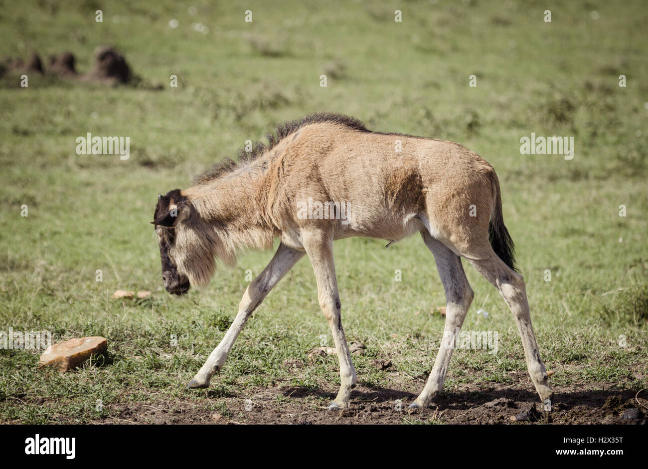 Baby willdabeast walks Stock Photo - Alamy