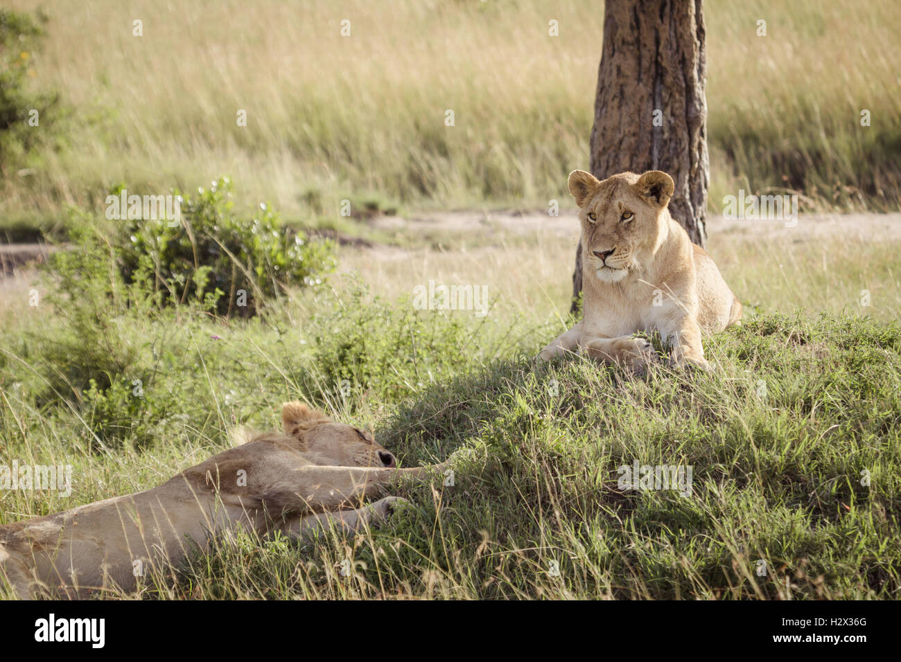 Lion relaxes on the savanna Stock Photo - Alamy