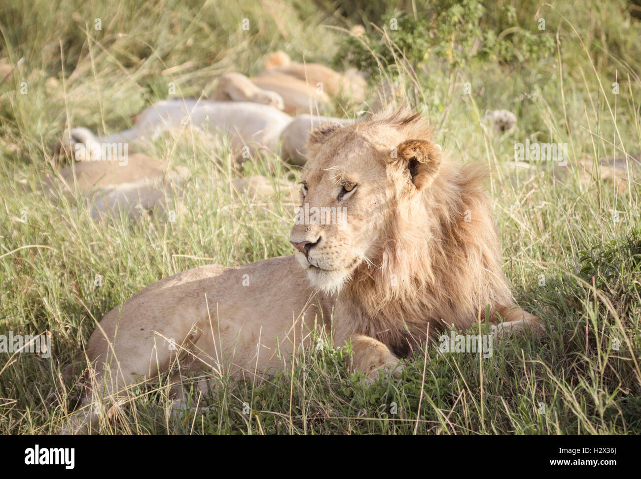 Lion relaxes on the savanna 2 Stock Photo - Alamy