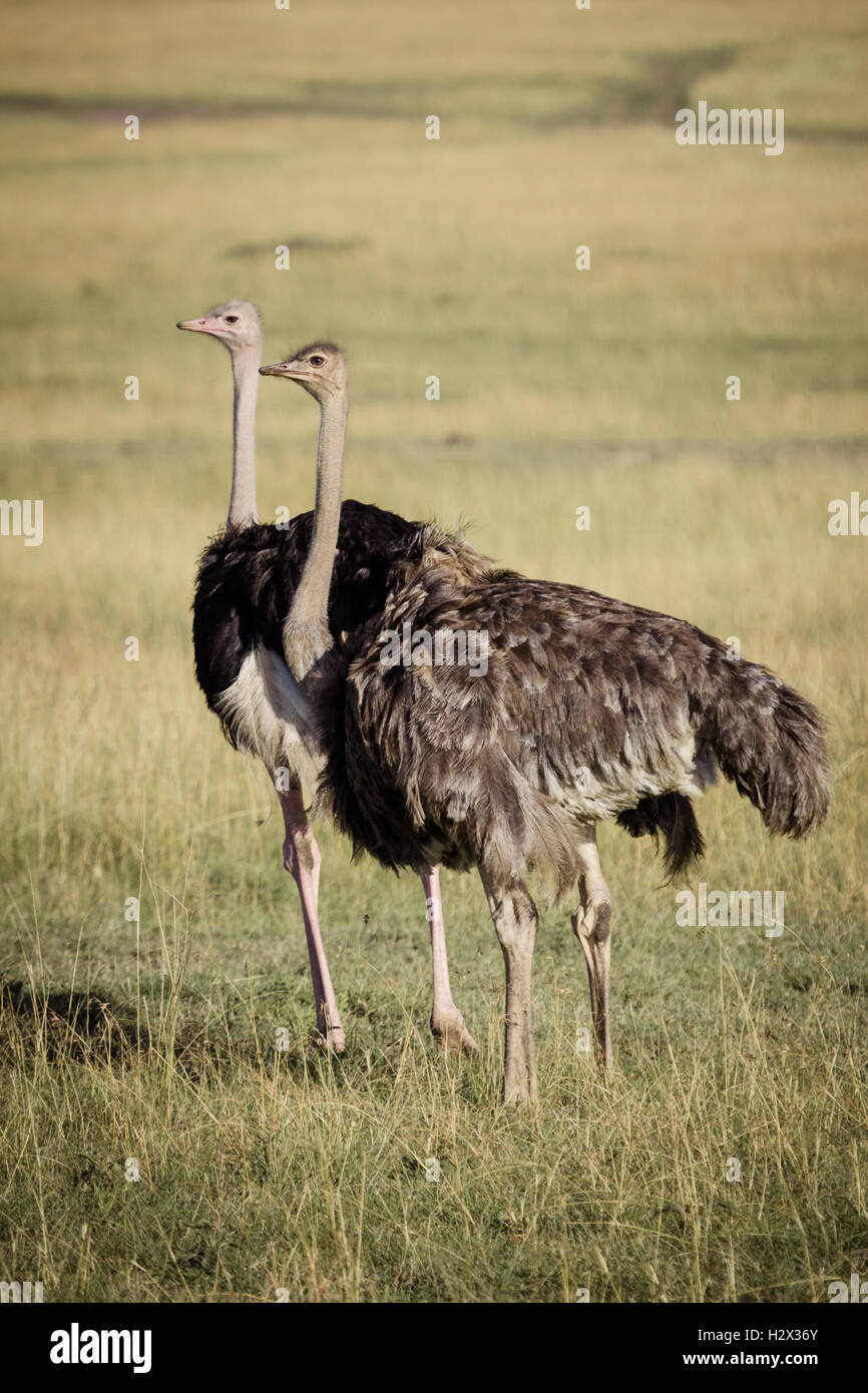 ostrich on the savanna Stock Photo - Alamy
