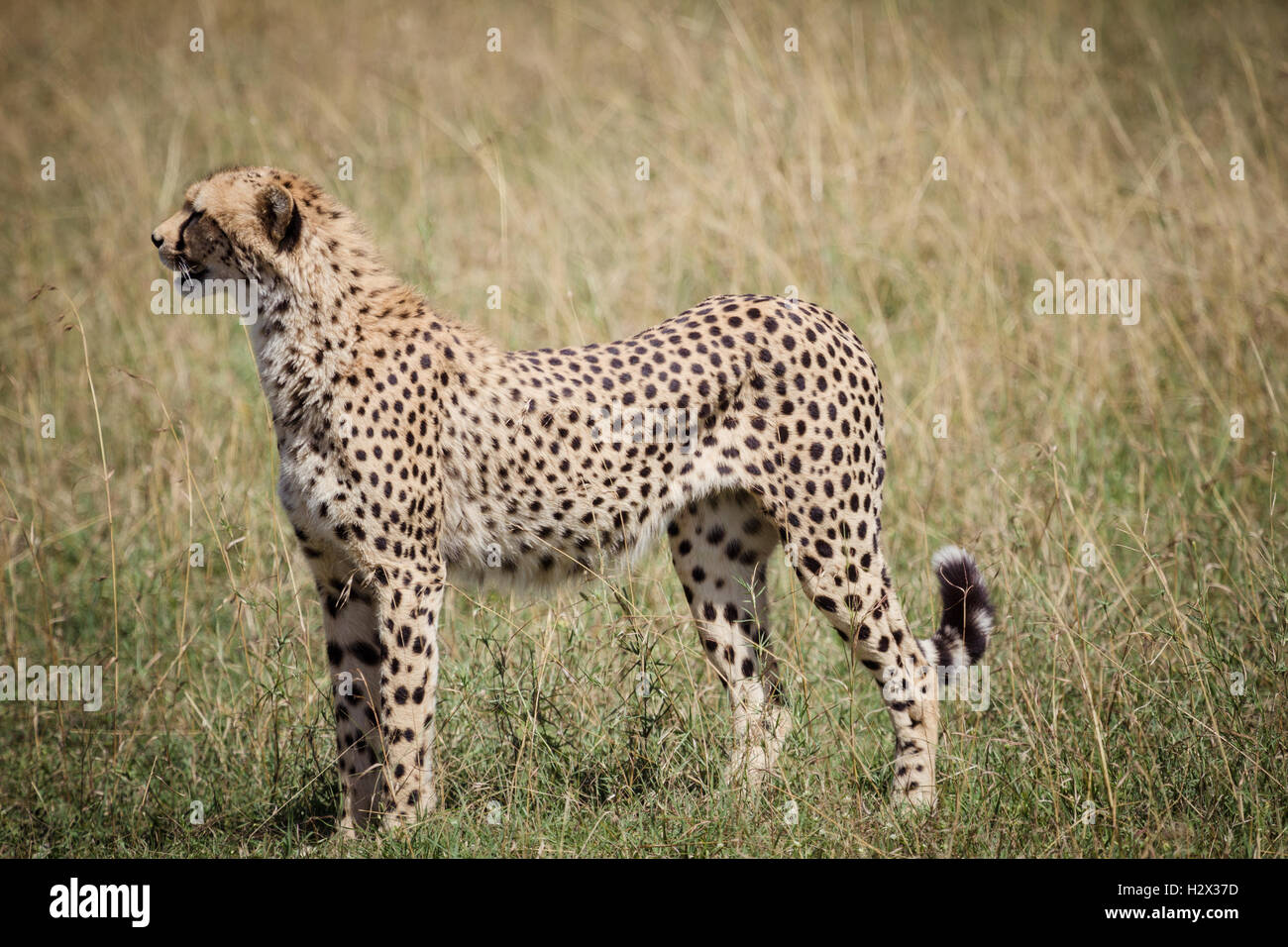 Cheetah savana hi-res stock photography and images - Alamy